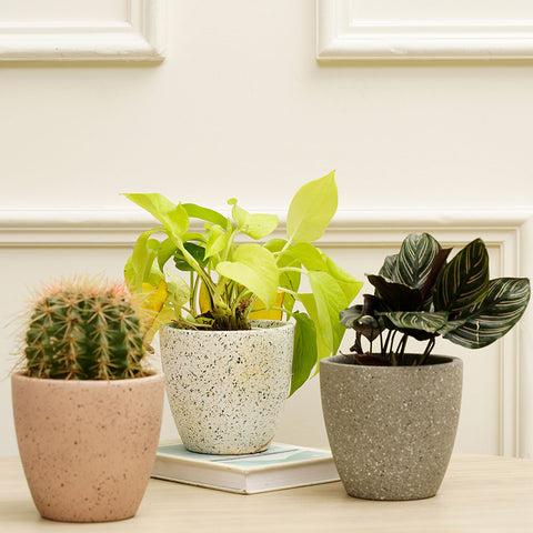 Marabelle Combo – DecorTwist