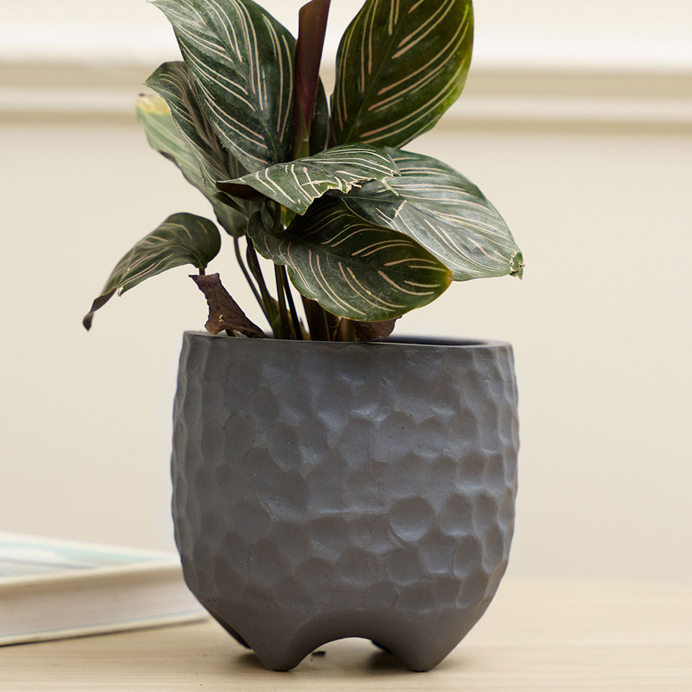 Pebble – DecorTwist